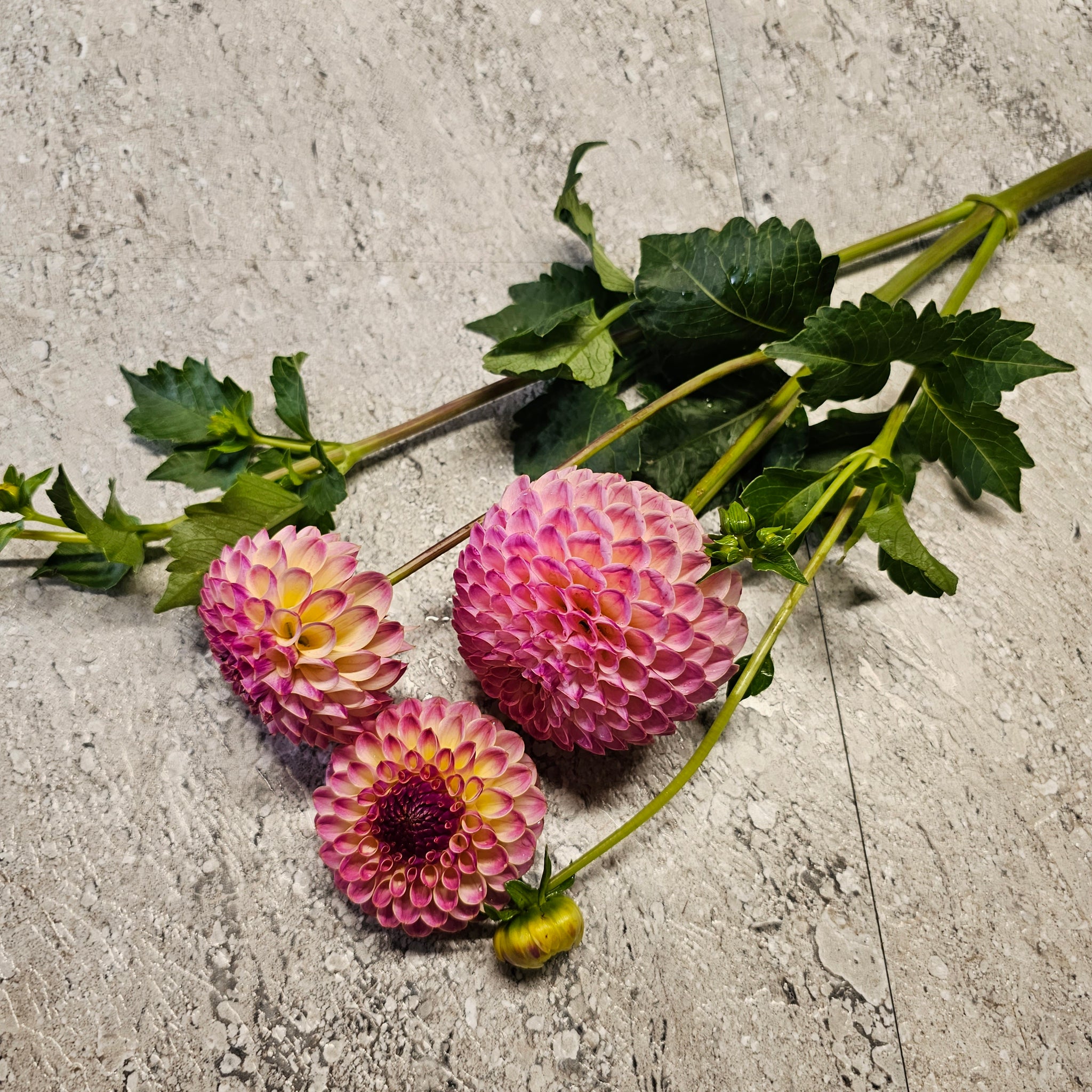 Hapet Pearl – Floral and Stem