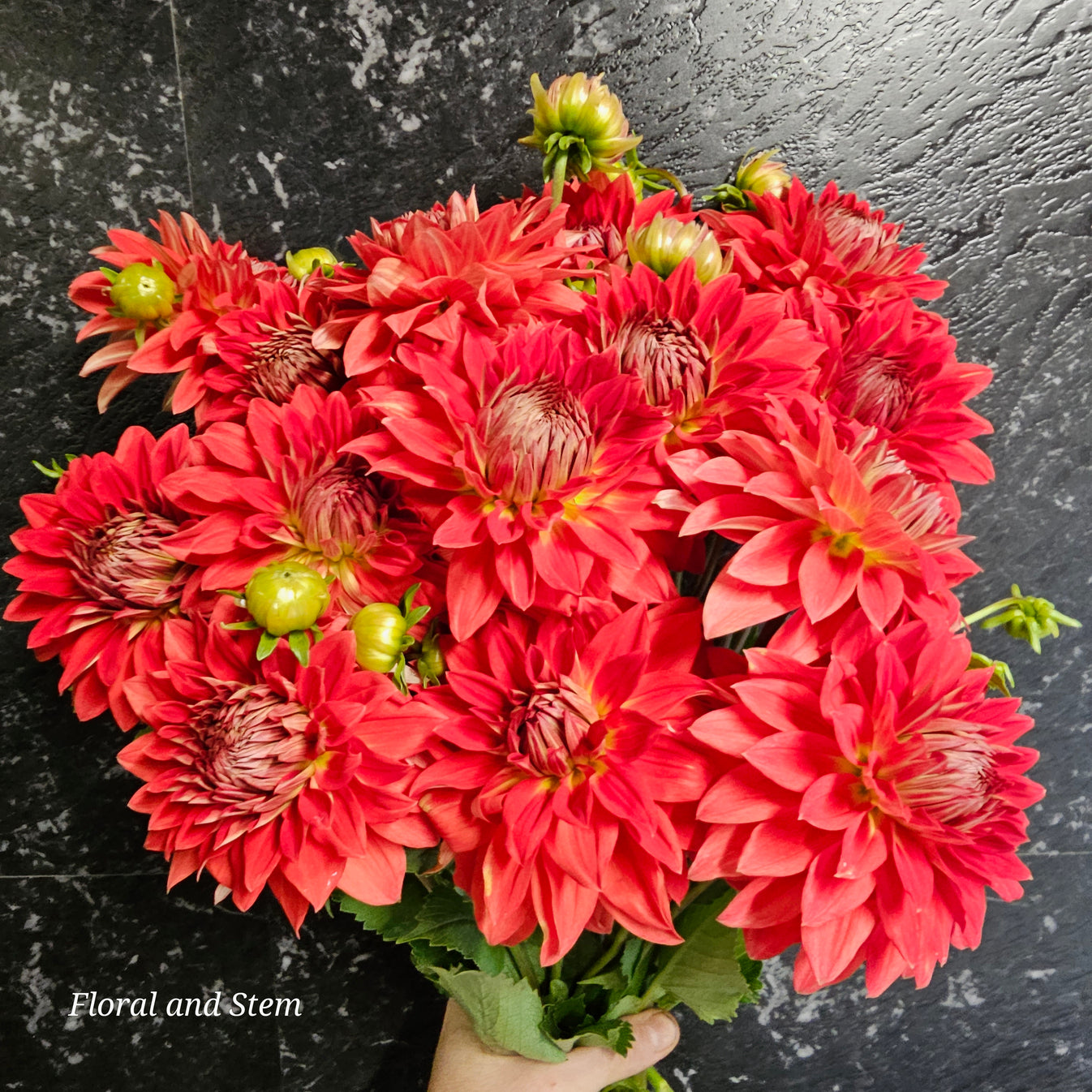 Harlequin – Floral and Stem