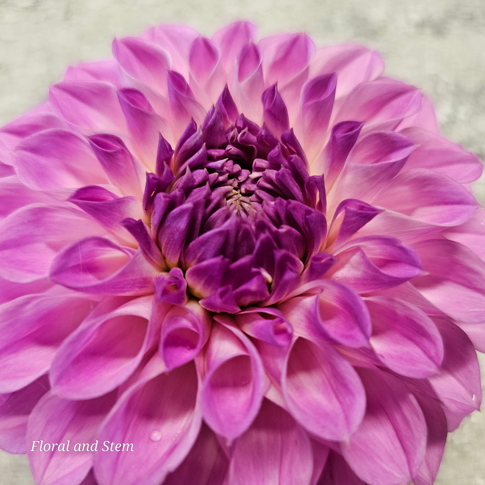 Le Batts Prime – Floral and Stem