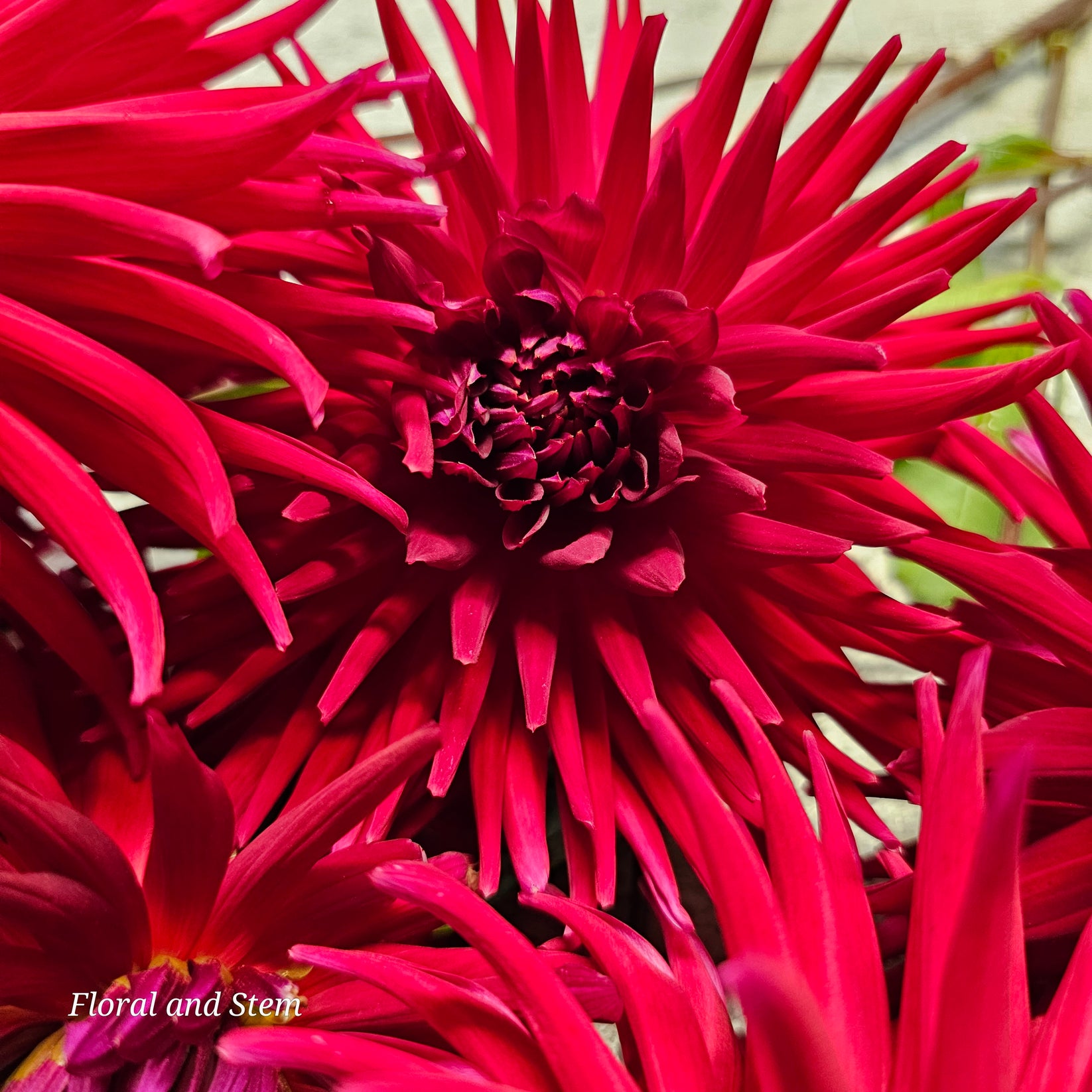 Mrs Rees – Floral and Stem