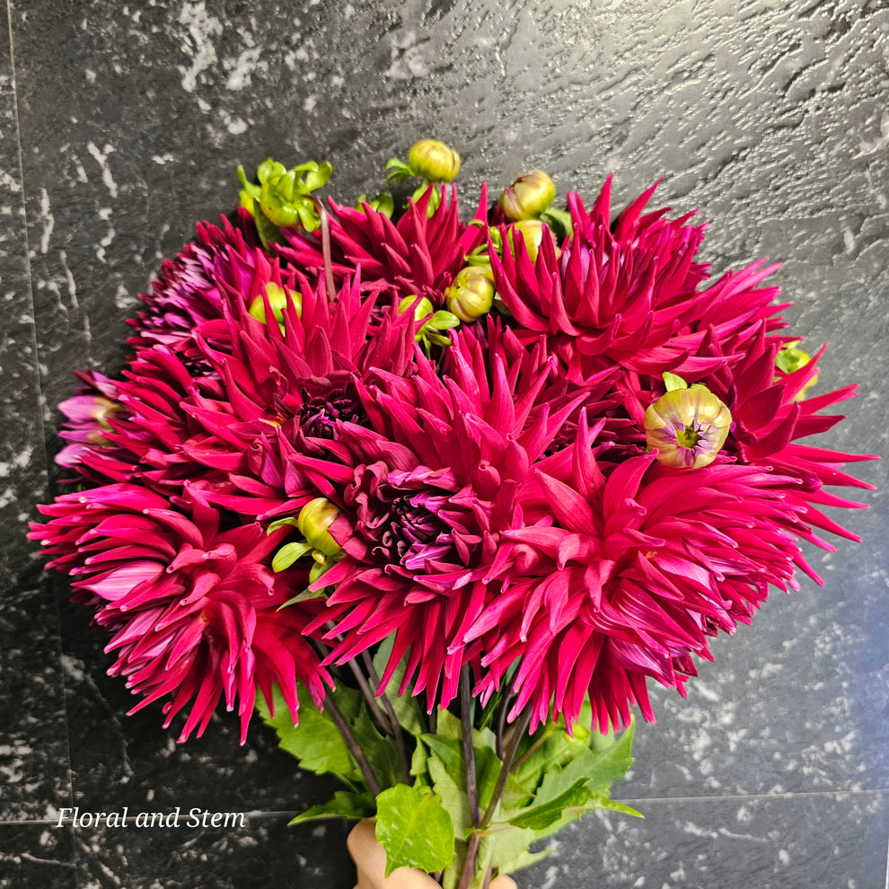 Mrs Rees – Floral and Stem