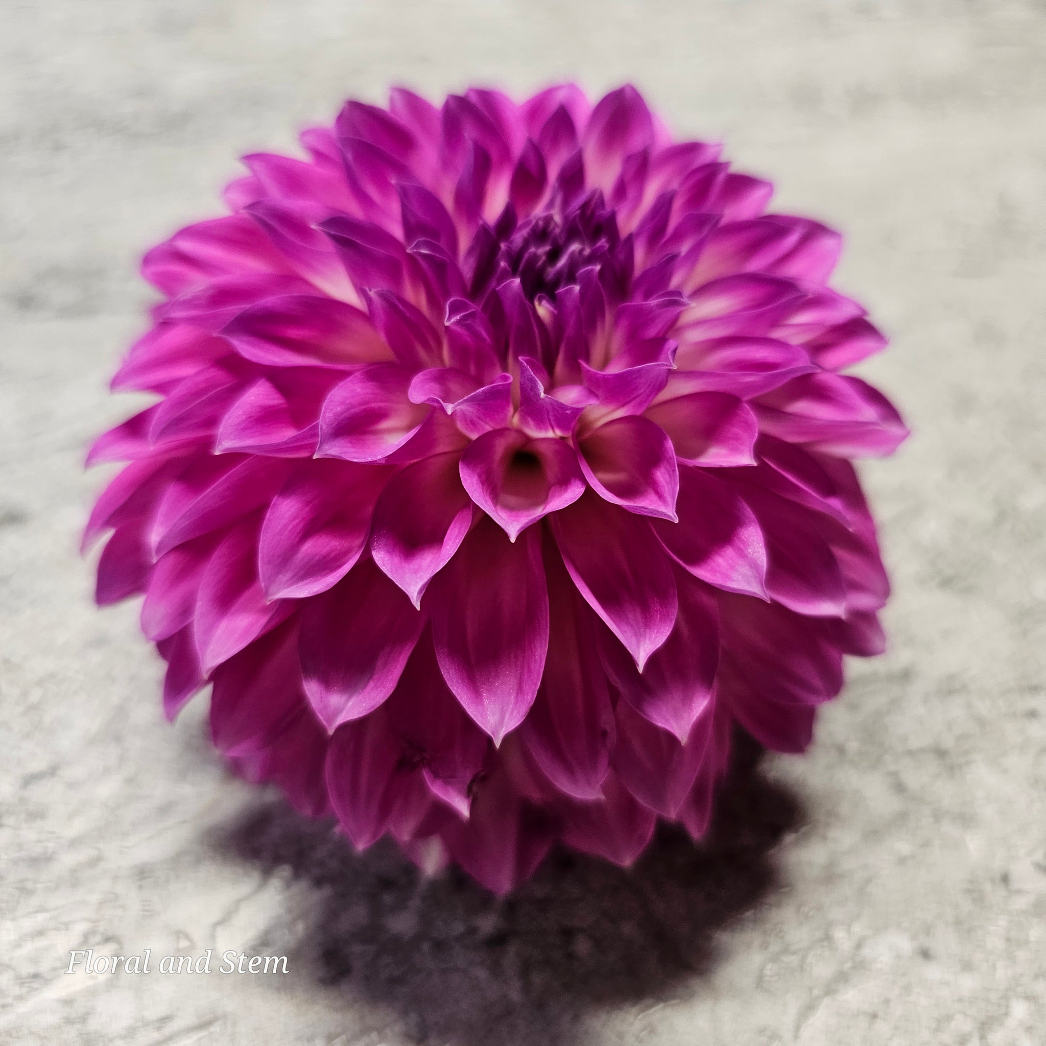 Nicky – Floral and Stem