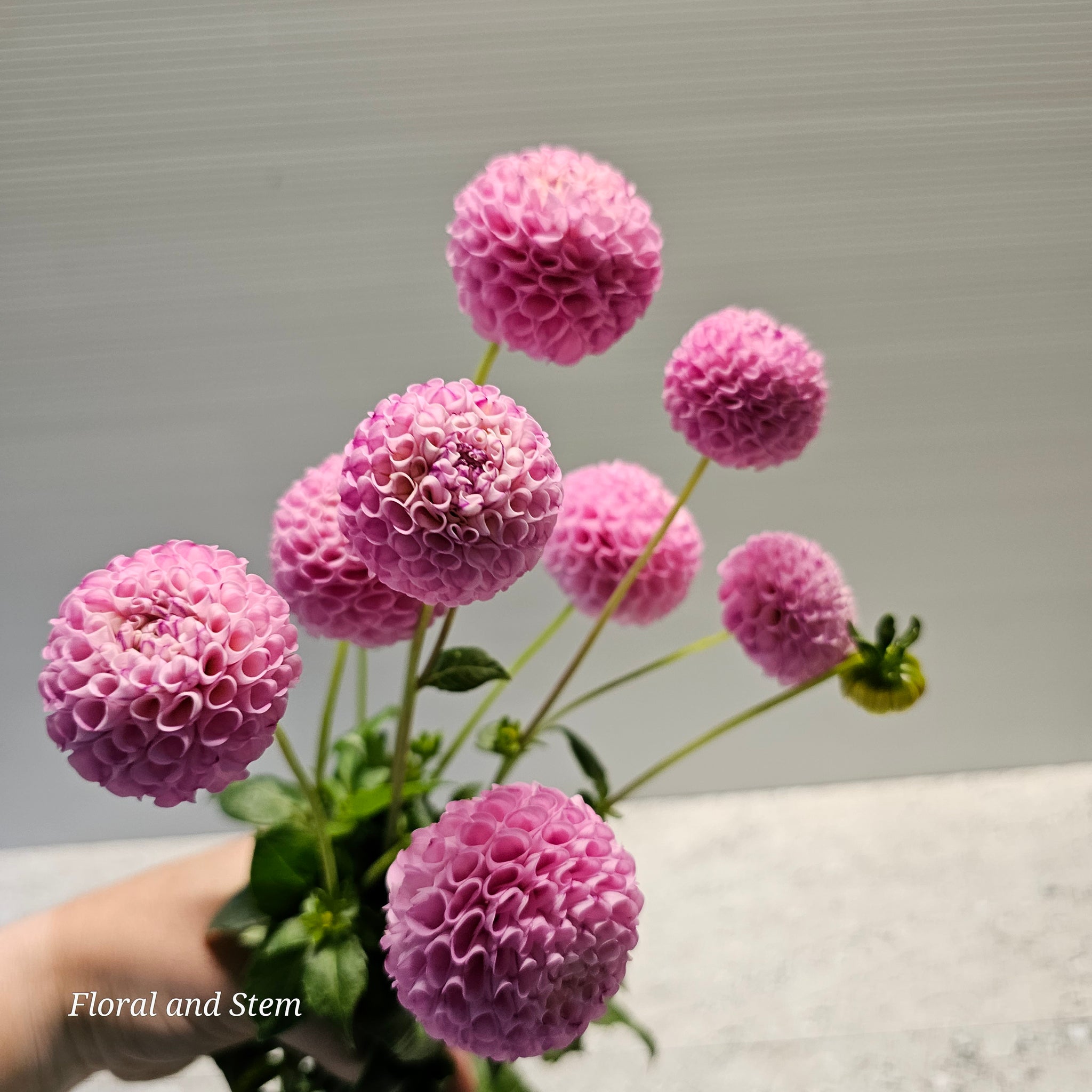Pam – Floral and Stem