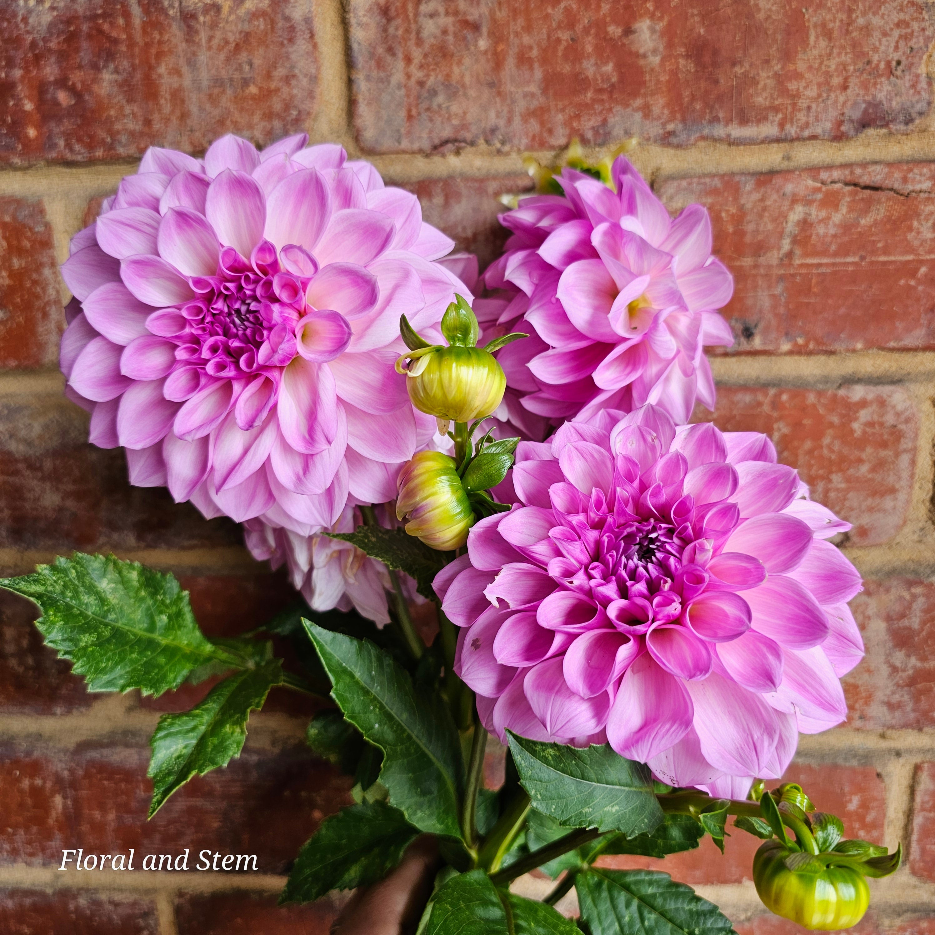 Darbro Barton A25 – Floral and Stem