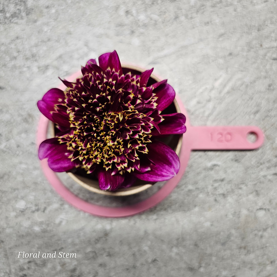 Penella – Floral and Stem