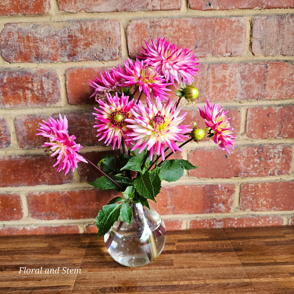 Pink Curls – Floral and Stem