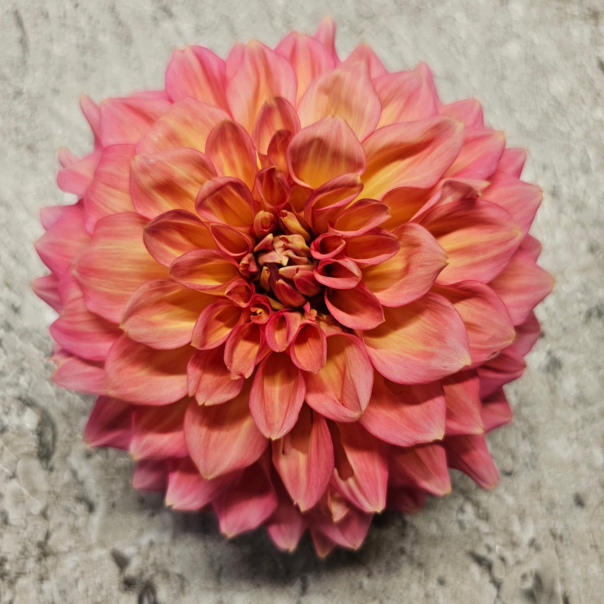 Pink Edge – Floral and Stem