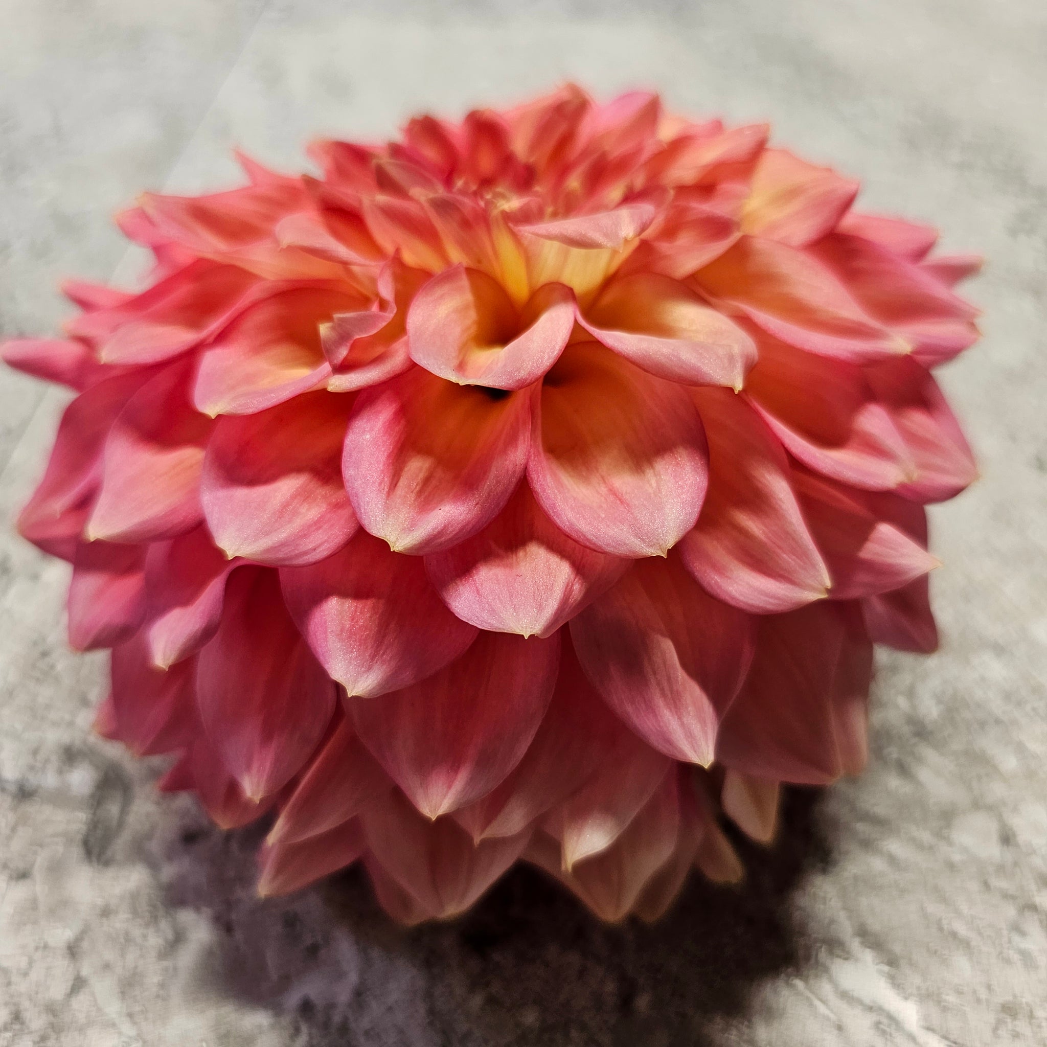 Pink Edge – Floral and Stem