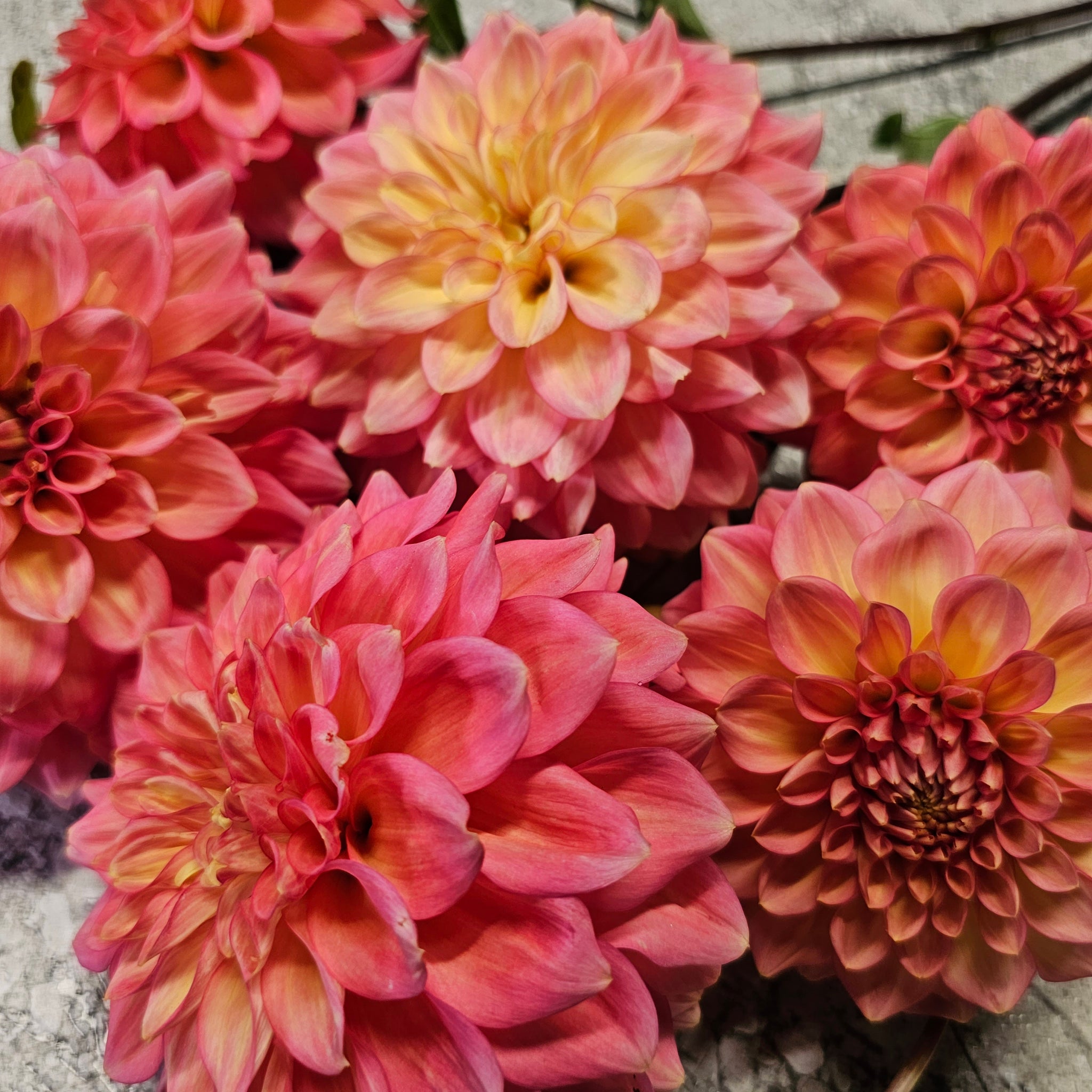 Pink Edge – Floral and Stem