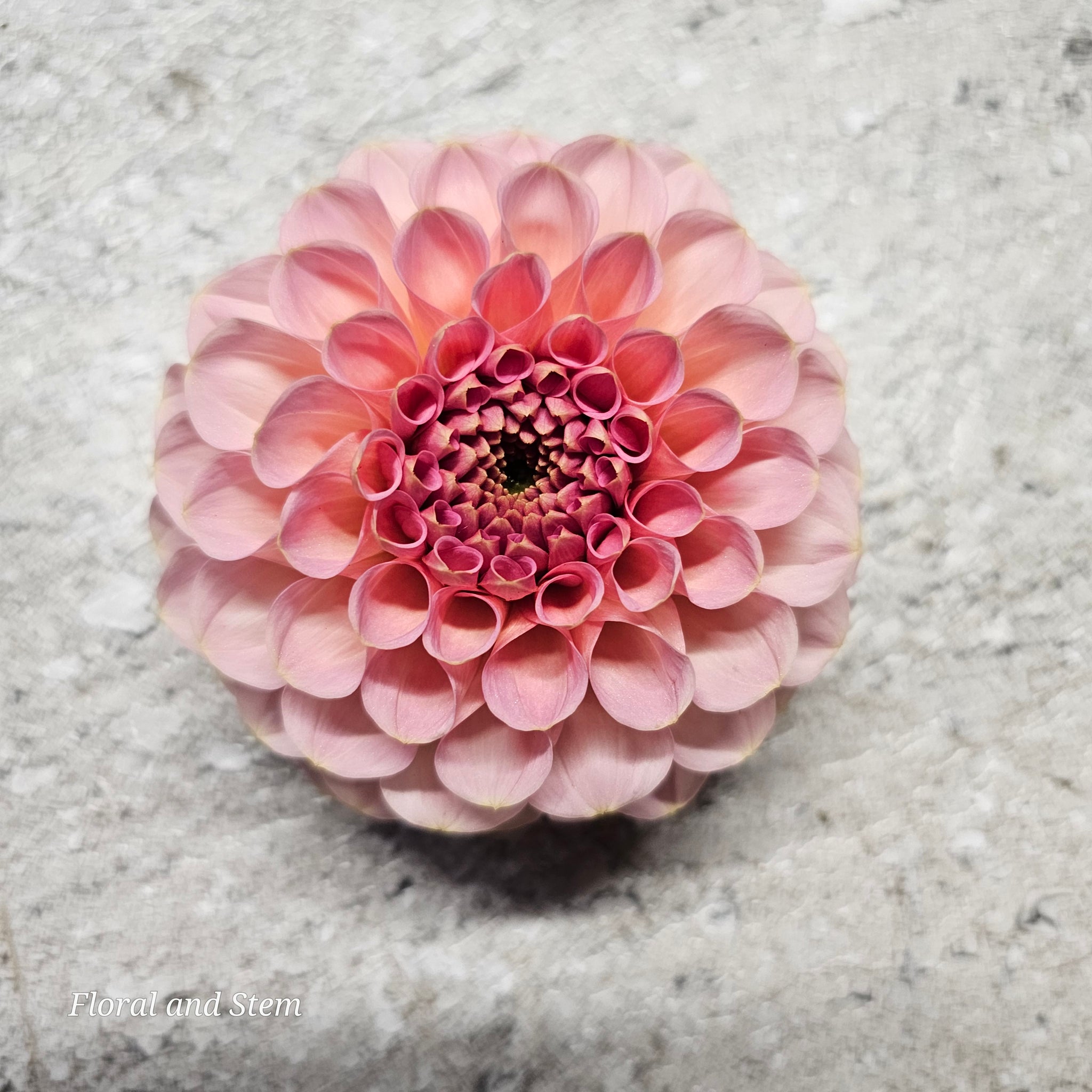 Salmon Joy – Floral and Stem
