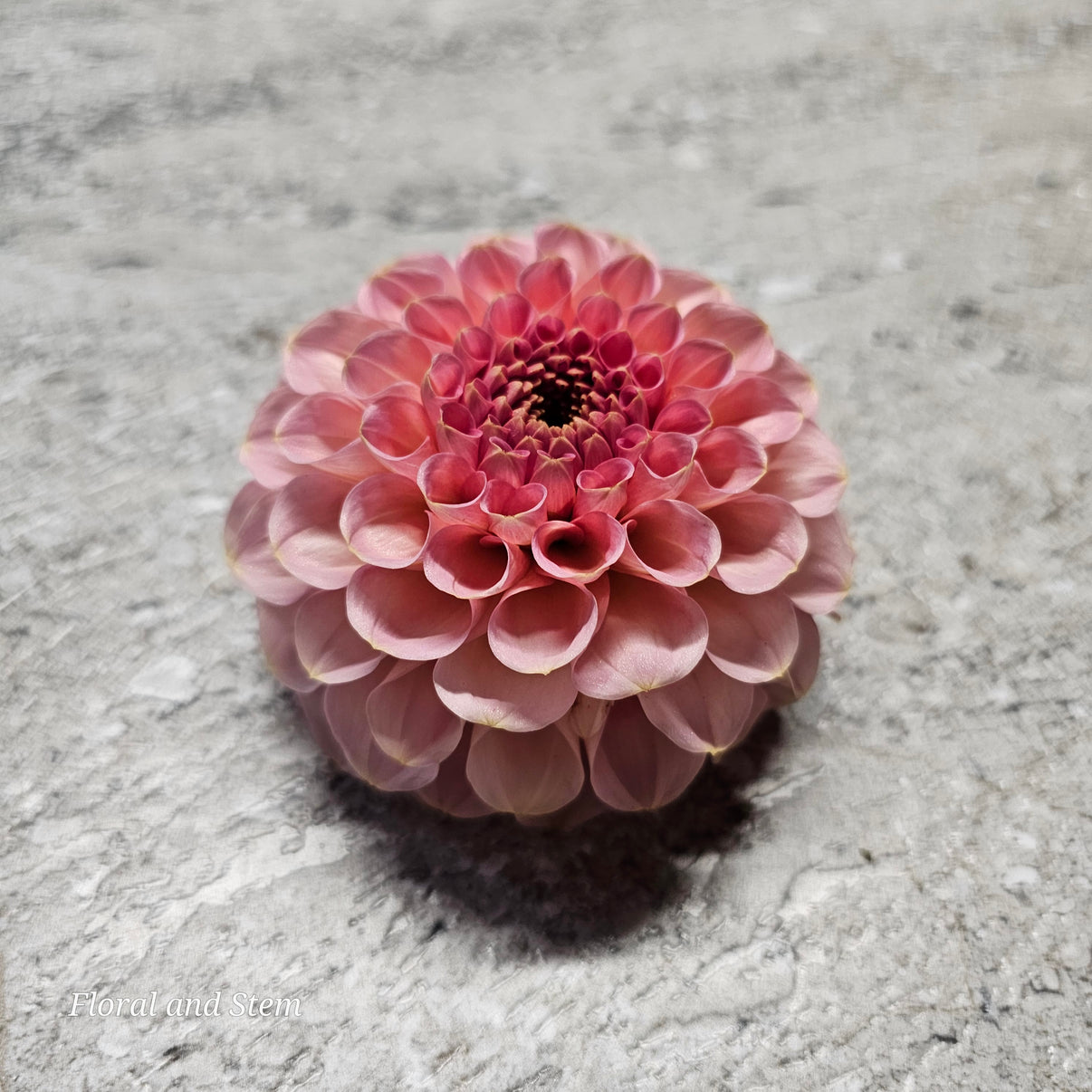 Salmon Joy – Floral and Stem