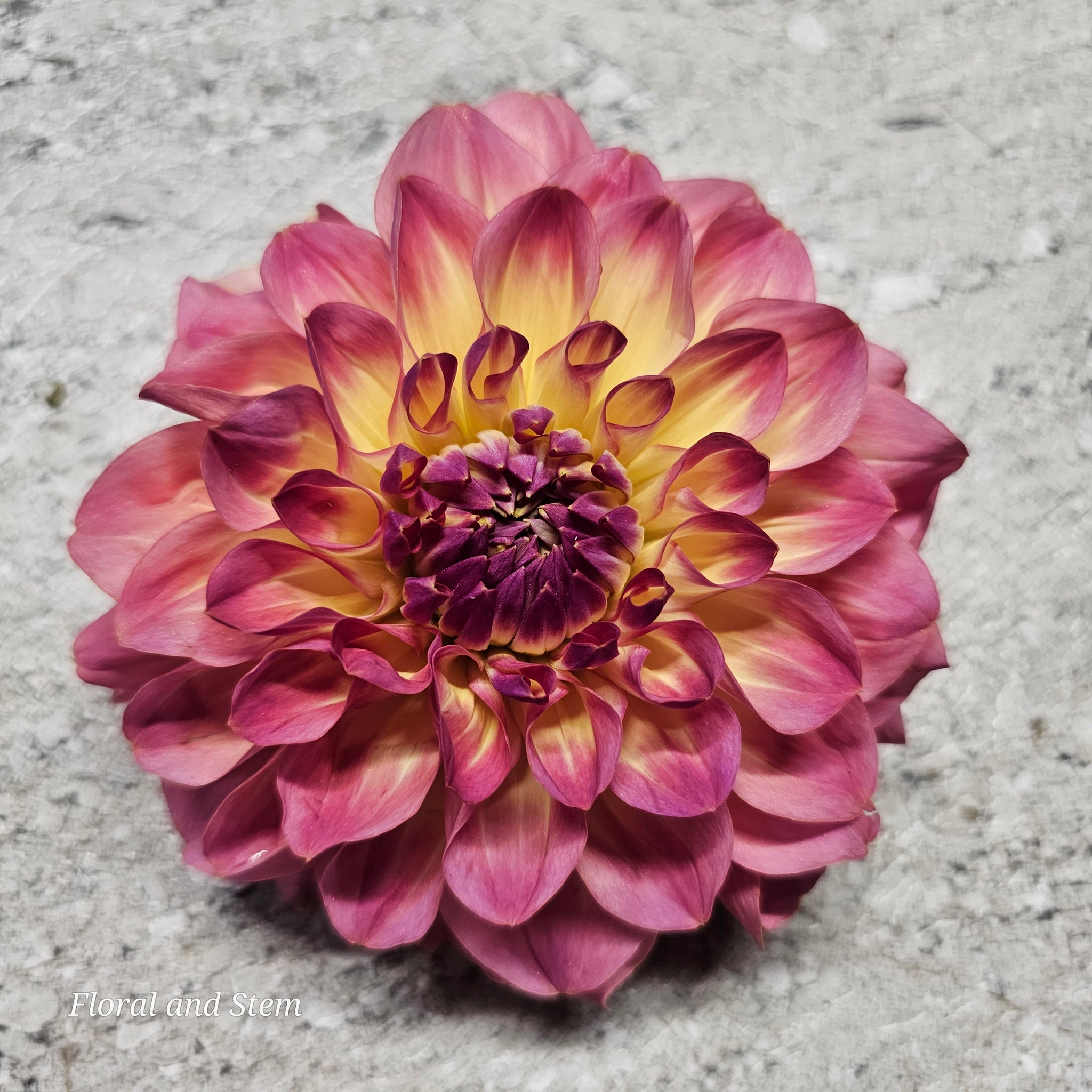 Sunny Rose – Floral and Stem