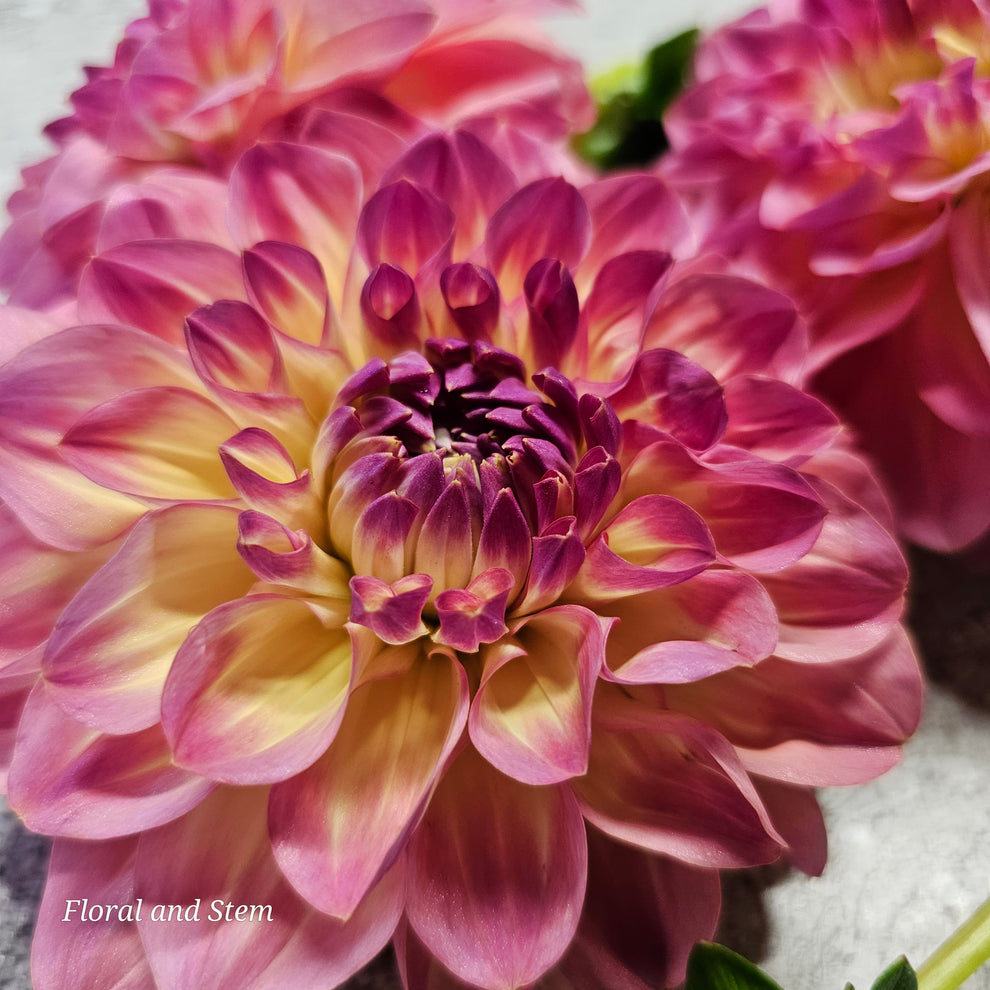 Sunny Rose – Floral and Stem