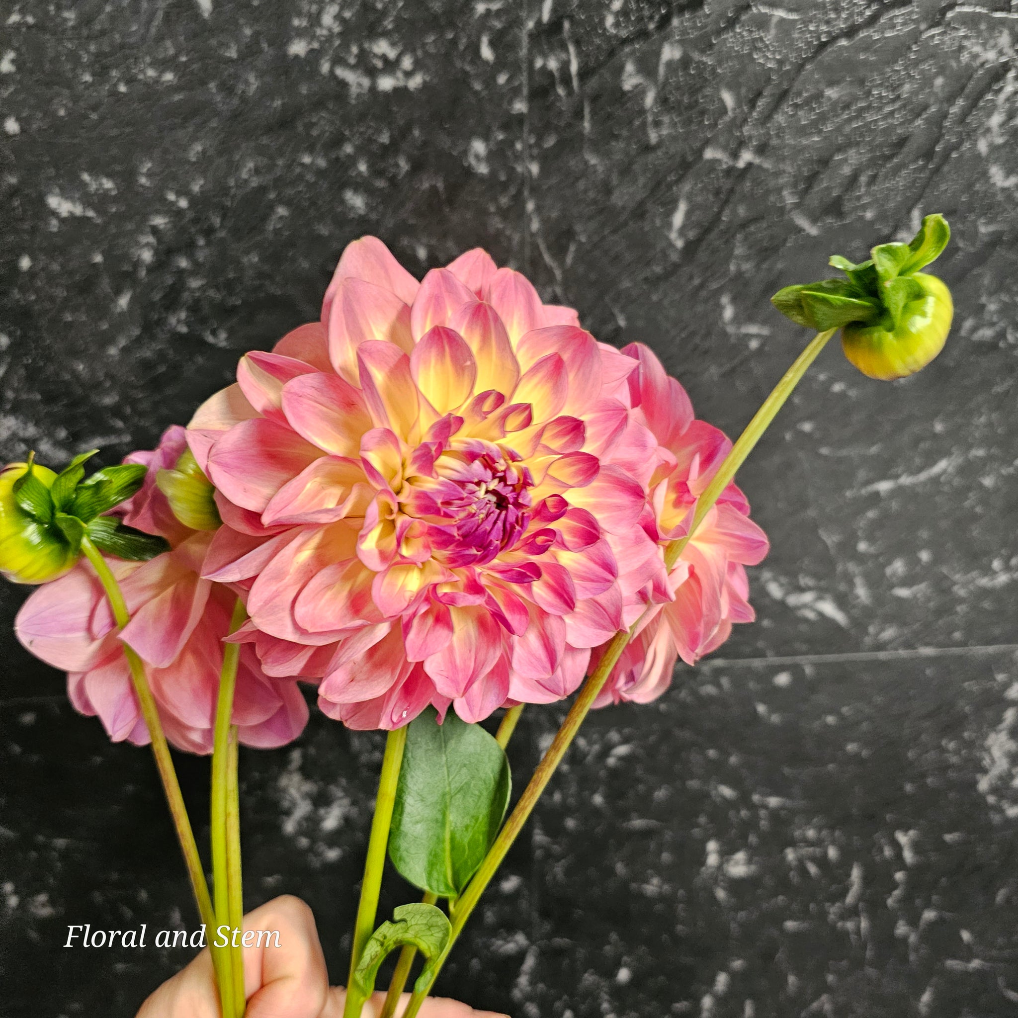 Sunny Rose – Floral and Stem