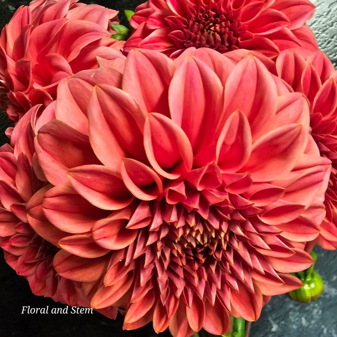 Sylvia Craig Hunter – Floral and Stem