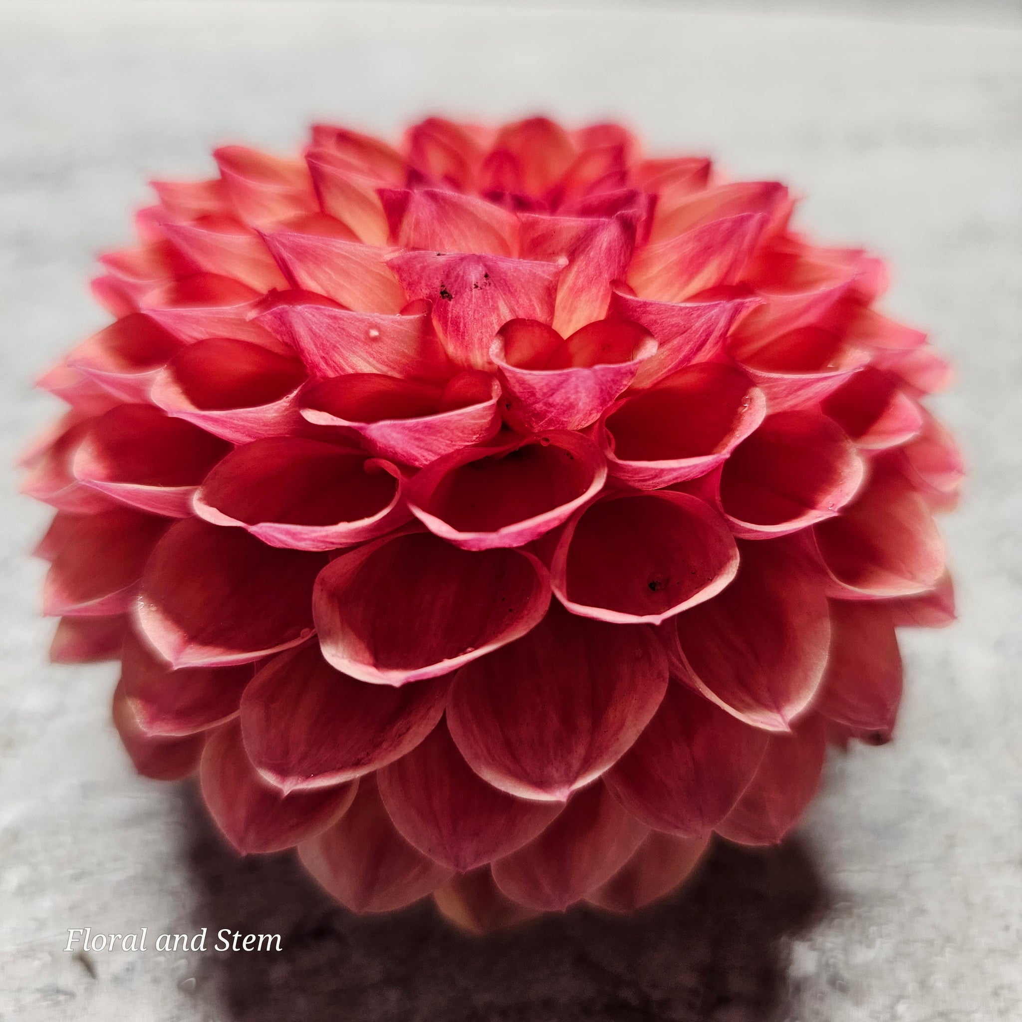 Terracotta – Floral and Stem