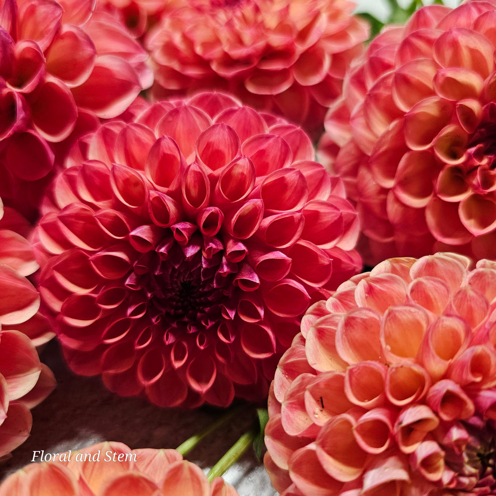 Terracotta – Floral and Stem