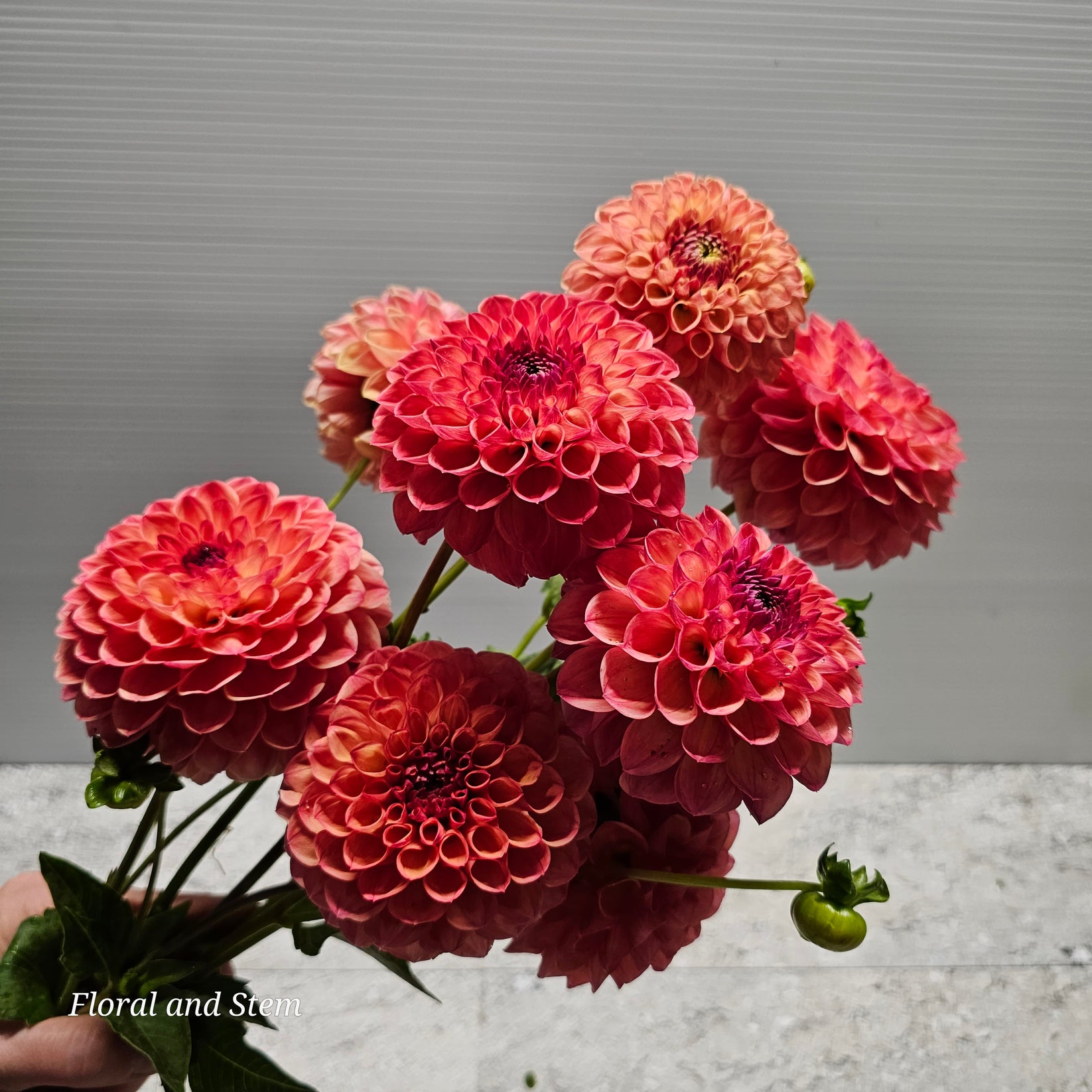 Terracotta – Floral and Stem