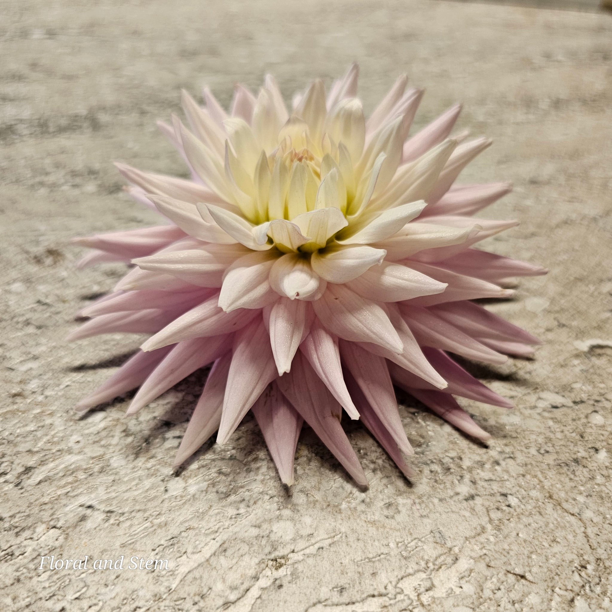 Val's Candy – Floral and Stem