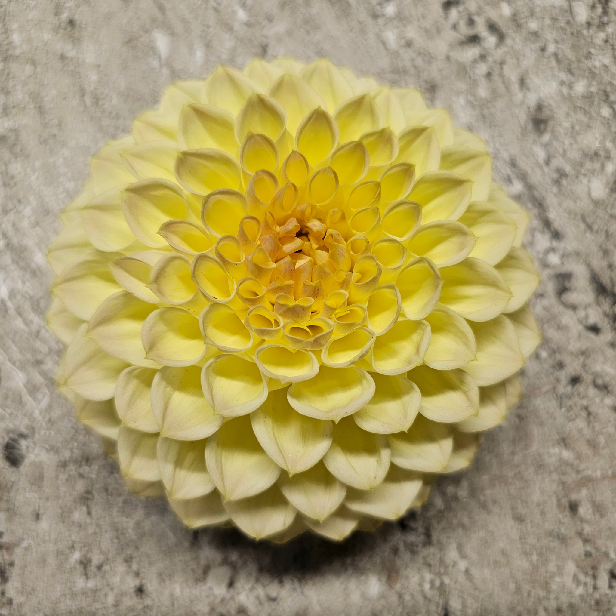 Winholme Diane – Floral and Stem