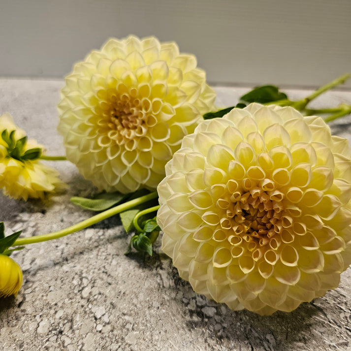 Winholme Diane – Floral and Stem